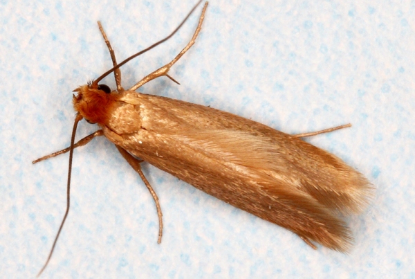 Schädlingslexikon Motten - AML Schädlingsbekämpfung